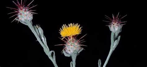 Noxious Weeds Uwsa