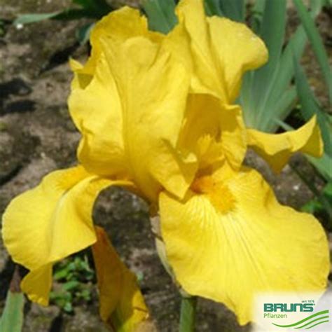 Iris Germanica Ola Kala Von Bruns Pflanzen