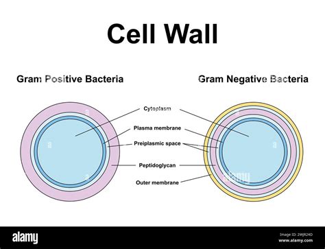 Gram Negative Bacterial Cell Wall Banque De Photographies Et Dimages à