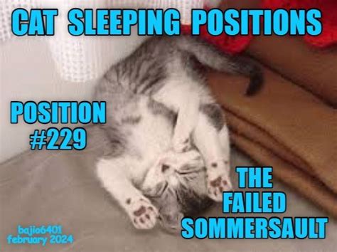 Cat Sleeping Positions 229 Lolcats Lol Cat Memes Funny Cats
