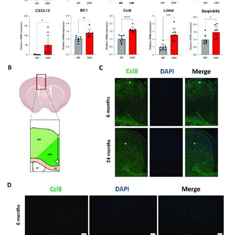 Validation Of Candidate Genes Differentially Expressed In The Aging Download Scientific Diagram