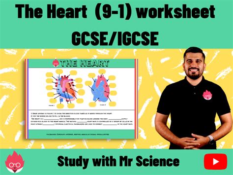 Heart Worksheet Biology Igcsegcse Pdf Teaching Resources