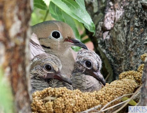 Morgan Brooks Photography