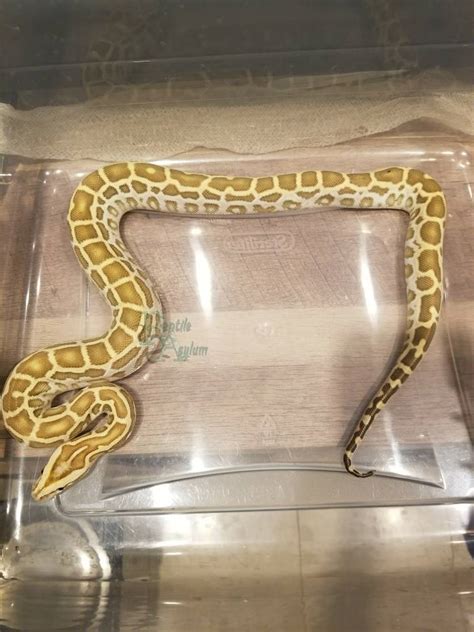 Kira Hypo Burmese Python Progression Thread Page 2