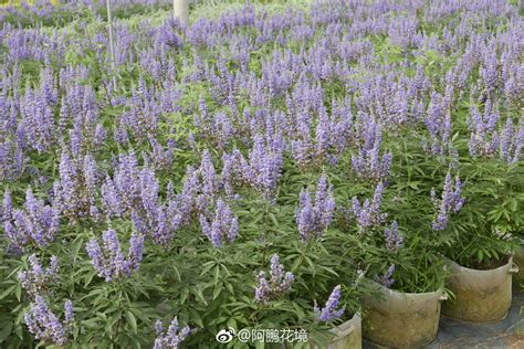 穗花牡荆9宫格，不要再说和我老家山上那个荆条是同一个东西哦