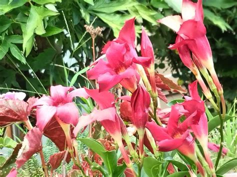 Kintaro Ishikawa On Linkedin Tiny Red Flowers Have A Relaxing Time