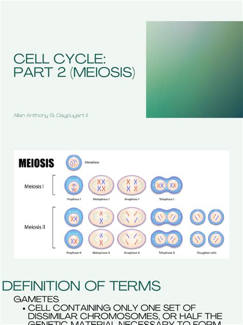 Cell Cycle Stem Pdf