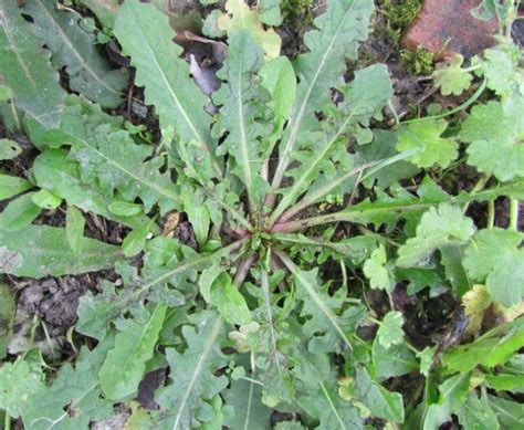 Crepis Setosa Alchetron The Free Social Encyclopedia
