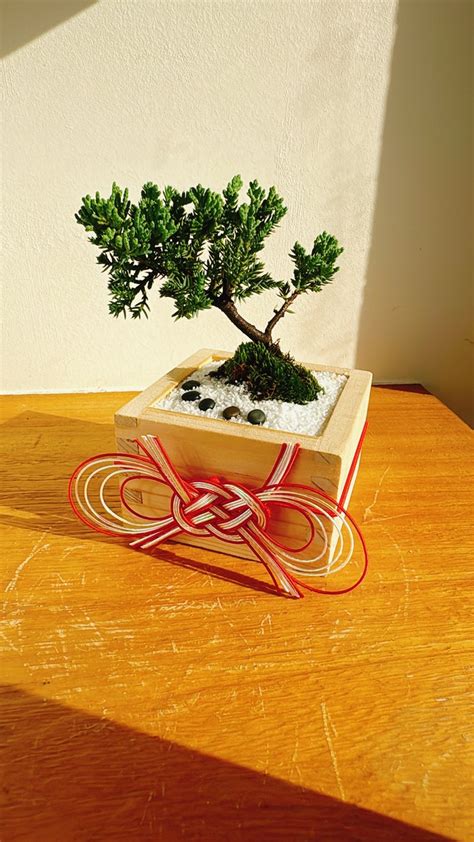 迷你 日式 禪庭 松柏 盆栽 純自然 水引 木枡 Pure Nature｜盆栽植栽人氣榜 Pinkoi