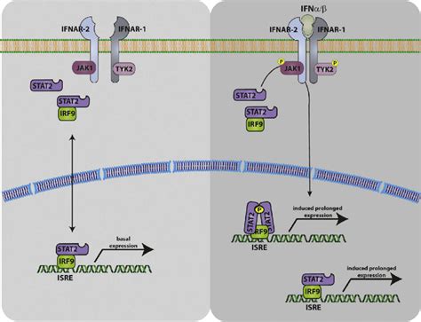 Stat 2 And Irf9 In Stat1 Independent Ifn I Signaling In Untreated
