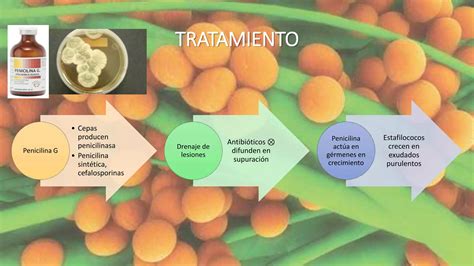 Flora Bacteriana Y Enfermedades Causadas Por Estafilococos Pptx