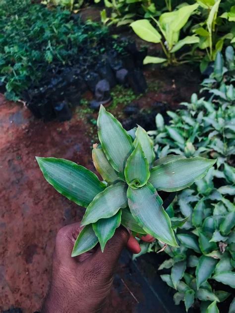 Cryptanthus Plant At ₹ 50piece In Pune Id 2851076645612