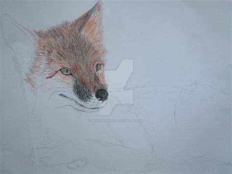 Swiftfox Drawing By Springevening On Deviantart
