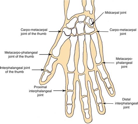 Diagram Of Finger Joints Upper Hand Anatomy Byzok