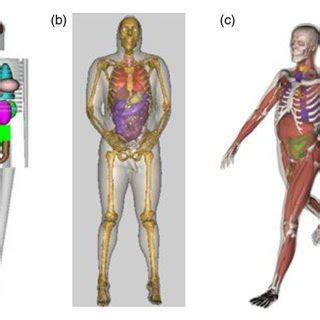1 Main Characteristics Of The Icrp Male And Female Reference Phantoms