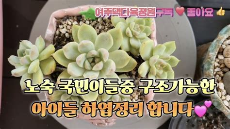 노지에 있던 국민이아이들중 구조한아이들 하엽정리해주며 주저리 주저리합니다 💕 Youtube