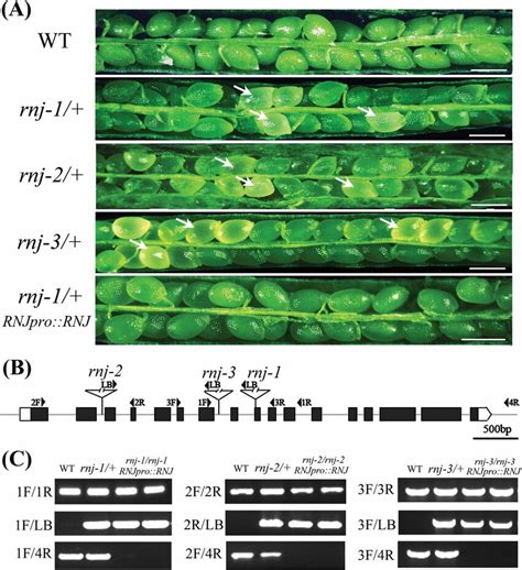 T DNA Insertion Mutants Of RNJ And Functional Complementation A Seed