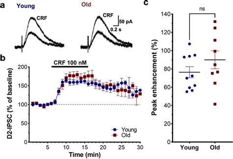 Corticotropin Releasing Factor Crf Induced Plasticity Is Not Affected