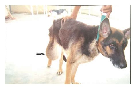 Inguinal Mammary Tumor Hanging In The Inguinal Region In A