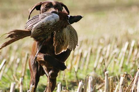 Connaissez Vous Les Chasses De Faisans De Haut Vol Du Domaine Du