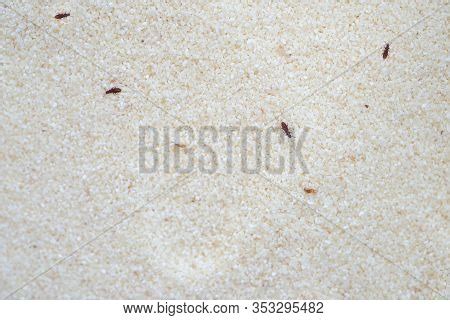 Confused Flour Beetle Image And Photo Free Trial Bigstock