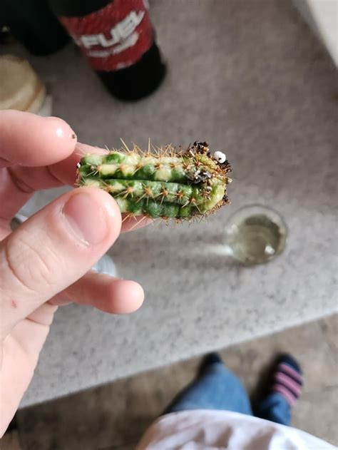 Rehydration Small Scion Prior To Graft Rsanpedrocactus