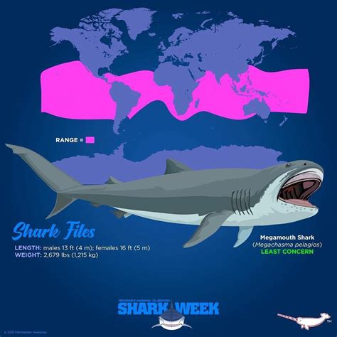 Megamouth Shark Artofit