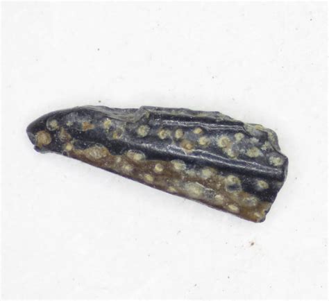Crab Claw Jurassic Uk Oxford Clay Jurassic The Fossil Forum