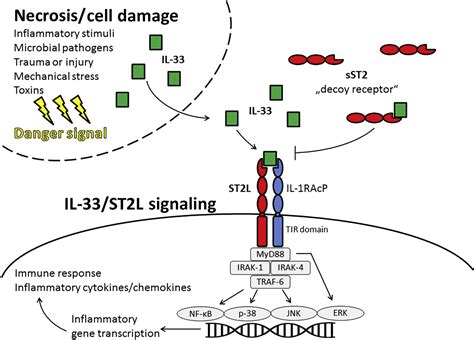 Soluble St2—analytical Considerations American Journal Of Cardiology