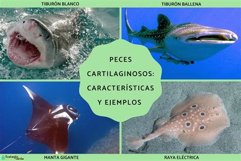 Tipos De Peces Marinos Cuantos Peces Existen Nqflwv