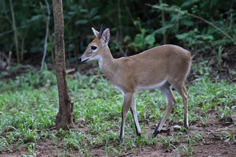 Common Or Grey Duiker — Destination Uganda Travelers