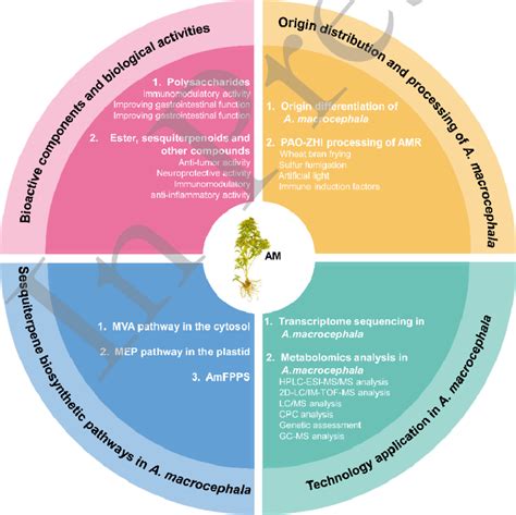Current Progress Of A Macrocephala Download Scientific Diagram