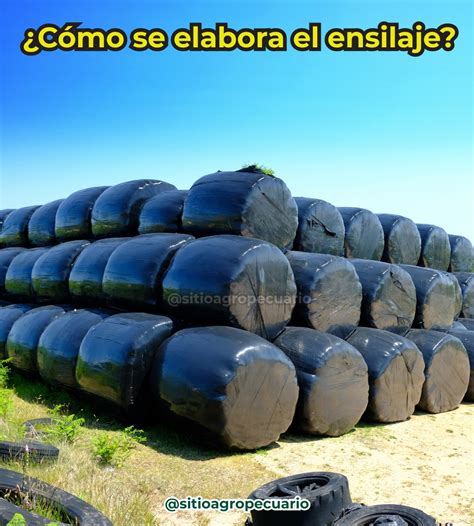 Sitio El Ensilaje Es Una Técnica De Conservación De Forrajes Que Permite Almacenar Alimento De
