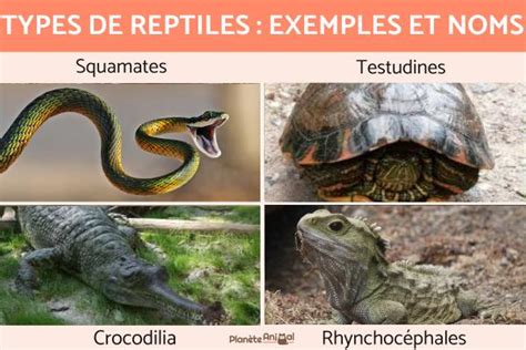 Types De Reptiles Exemples Et Noms