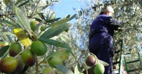 Ulliri I Lë Dopio Gjashtën Bujqësisë Ekonomi