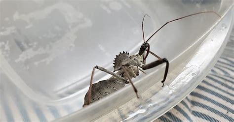 Crazy Spiky Pokemon Bug Album On Imgur