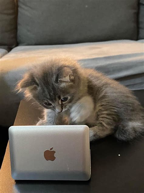 Angry Smashing Keyboard Kitty Works Hard For The Money R