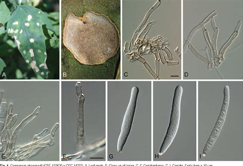Cercospora Mercurialis Semantic Scholar