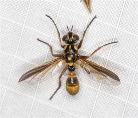 Cylindromyia Aurigans · Naturalista Costa Rica