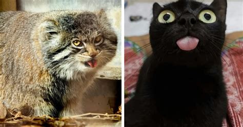 A Bounty Of Bleps 25 Purrfect Pics Of Ameowzingly Adorable Cat Bleps I Can Has Cheezburger