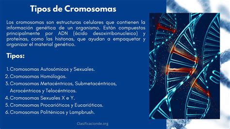 Tipos De Cromosomas Estructura Y Clasificación ¿cómo Se Clasifican