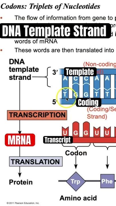 🧬 Template Strand Vs Coding Strand And What Is The Transcript Codons