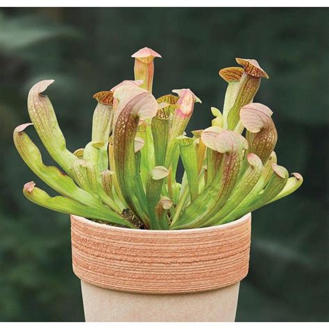 Wekiva Foliage Bug Bat Carnivorous Plant Live Plant In A 6 Inch Pot