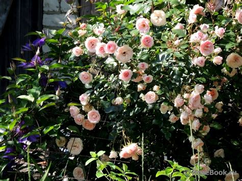 Галерея Mini Eden Rose Энциклопедия роз