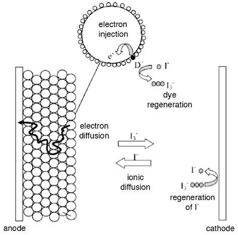 Key Processes Involved In The Regenerative Cycle Happening In The