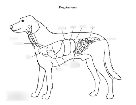 Canine Organs Diagram Quizlet