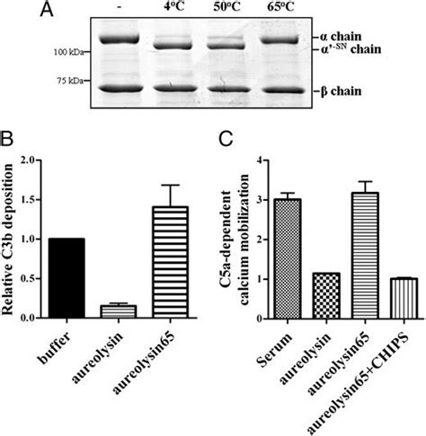 Staphylococcus Aureus Metalloprotease Aureolysin Cleaves Complement C3
