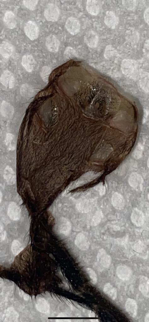 Linothele Sericata About 4” Mf Arachnoboards