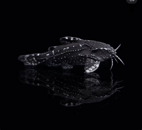 Spotted Dora Talking Catfish Agamyxis Pectinifrons 4cm Stunning South