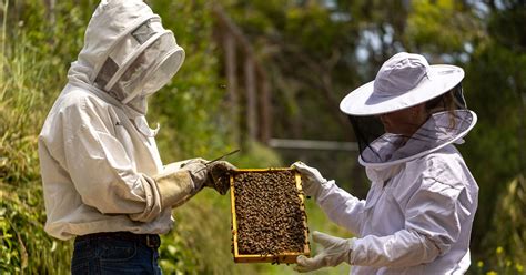 Certificate Iii In Beekeeping Melbourne Polytechnic